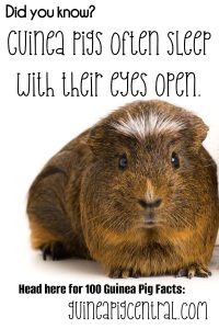 100 Guinea Pig Facts - Guinea Pig Central